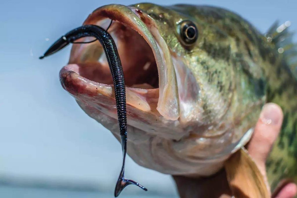 Worms Standard For Hawgs - Lee Bailey Jr Bassmaster Elite Series Pro